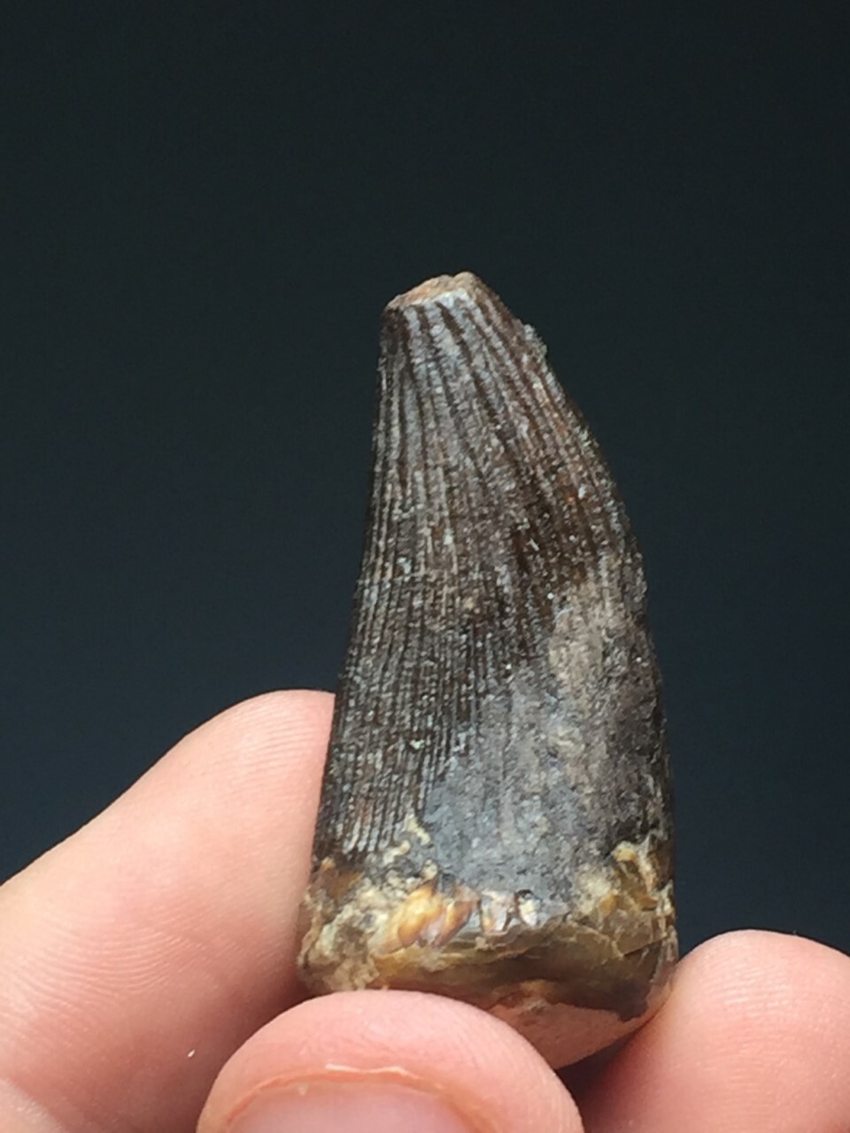 Just to confirm - this is a Pliosaur tooth? - Fossil ID - The Fossil Forum