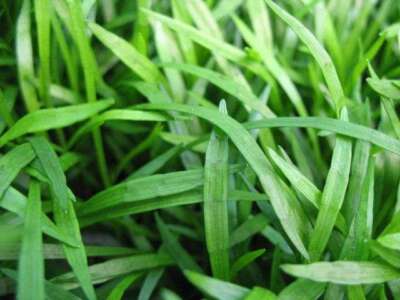 Lilaeopsis brasilensis (Brazilian micro sword) - Marginal Pond Plants ...