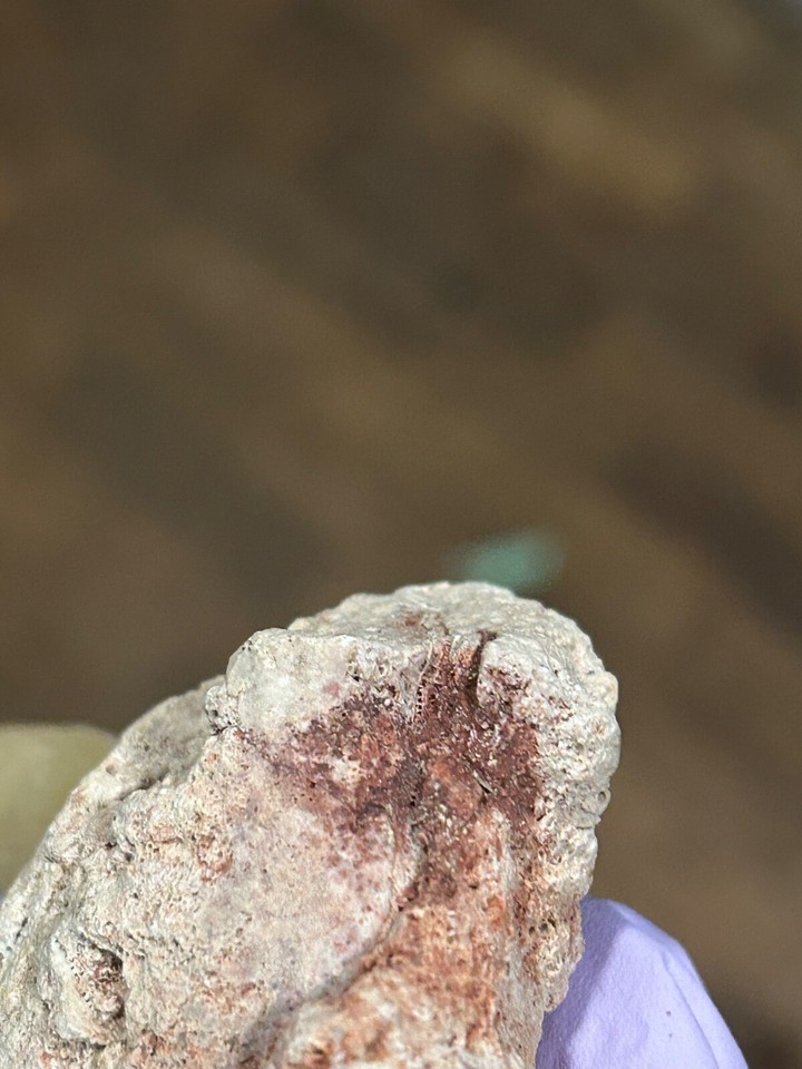 natural raw unpolished Tennessee crinoid fossil stone | eBay
