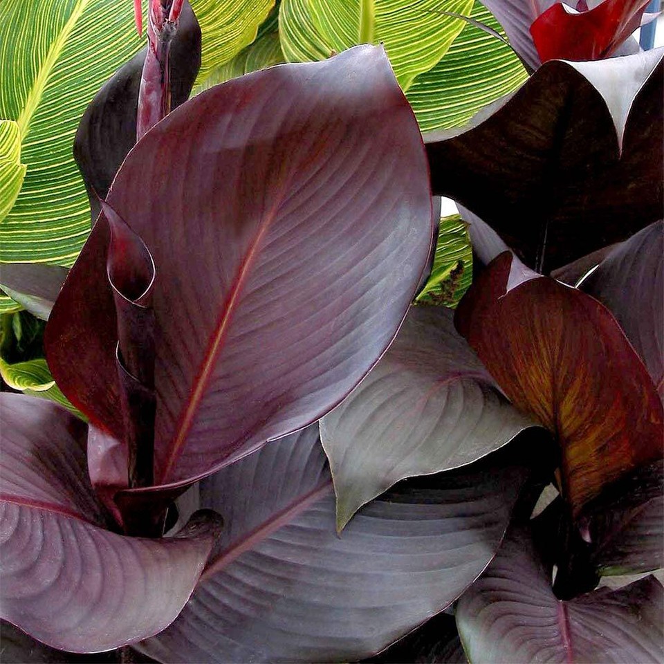 Canna Tropicanna Black - Canna Lily - Plant in 5 L Pot | eBay UK