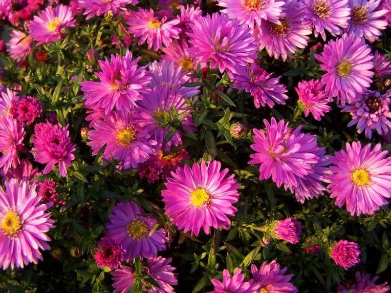 DWARF ASTER PINOCCHIO - 300 SEEDS - Callistephus chinensis FLOWER SEEDS ...