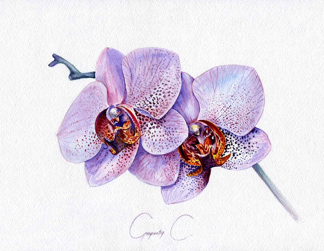 Orchid Painting Watercolor