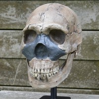 Neanderthal Amud 1 Skull 1 1 Replica Jaw | Offer of the day