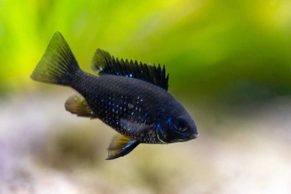 6 German Black Knight Ram Dwarf Cichlids | Live Fish | U.S. Bred | eBay