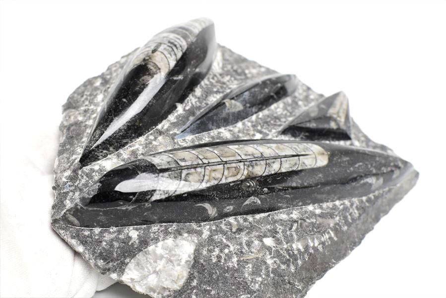 Orthoceras Fossil Plate with Simple Easel Stand Moroccan Approx. 1480g ...