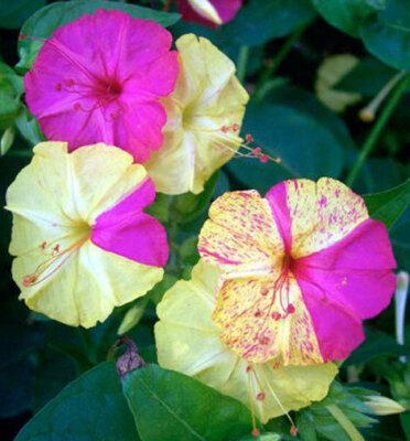 Mirabilis jalapa Broken Colors | Four OClock | Marvel of Peru | 5_Seeds ...