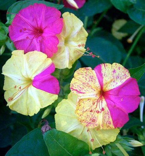 Mirabilis jalapa Broken Colors | Four OClock | Marvel of Peru | 5_Seeds ...