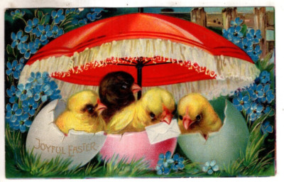 ANTIQUE EMBOSSED EASTER Postcard FOUR CHICKS IN EGGSHELLS, UNDER ...