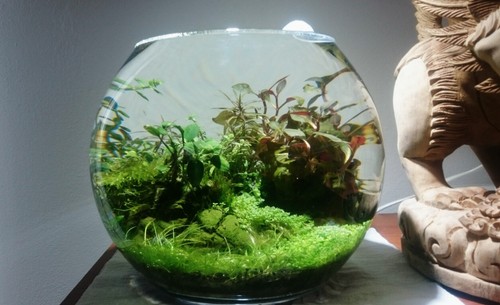 Glass handmade XL large fish bowl round diameter of 36cm transparent 15 ...