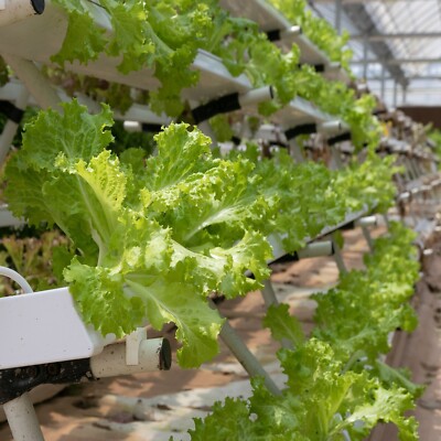 LETTUCE-Australian Yellow 125+ Seeds AUTUMN WINTER Grow VEGETABLES | eBay