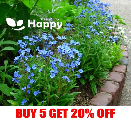 CHINESE FORGET ME NOT - Firmament 600 SEEDS - Cynoglossum Amabile ...