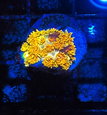 CE- WYSIWYG Tropic Thunder Rainbow Goni Frag - Live Coral Frag LPS SPS ...