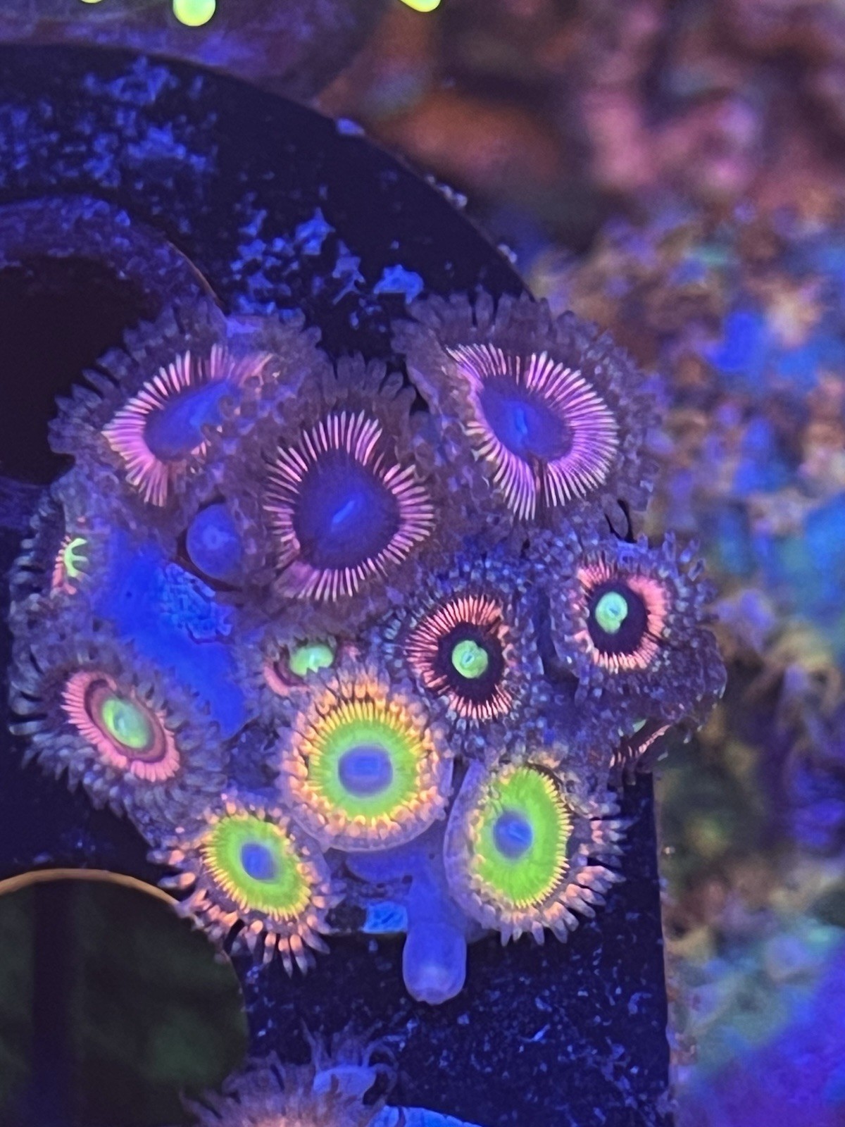 Palythoa Combo - Live Coral Frag LPS salt water Reef Tank WYSIWYG | eBay