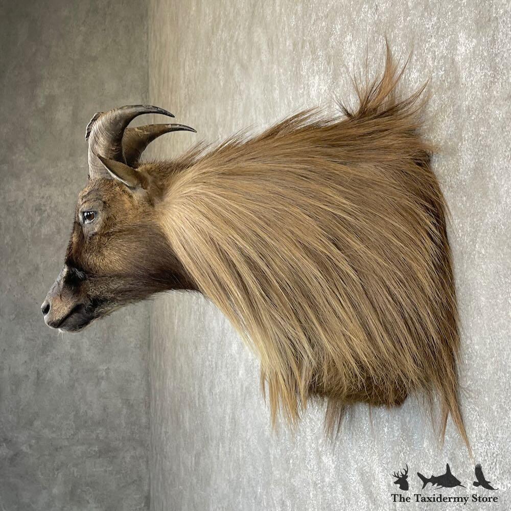 #28177 EL | Himalayan Tahr Shoulder Taxidermy Head Mount - Ram Goat | eBay