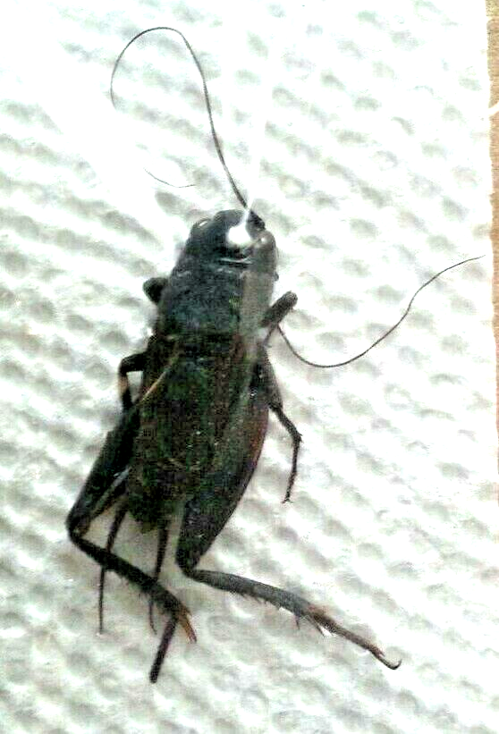 Gryllidae Gryllidae Hi Res Stock Photography And Images Alamy