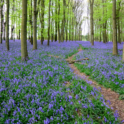 2 Packs Bluebell Seeds - Native English bluebells Seeds | eBay UK