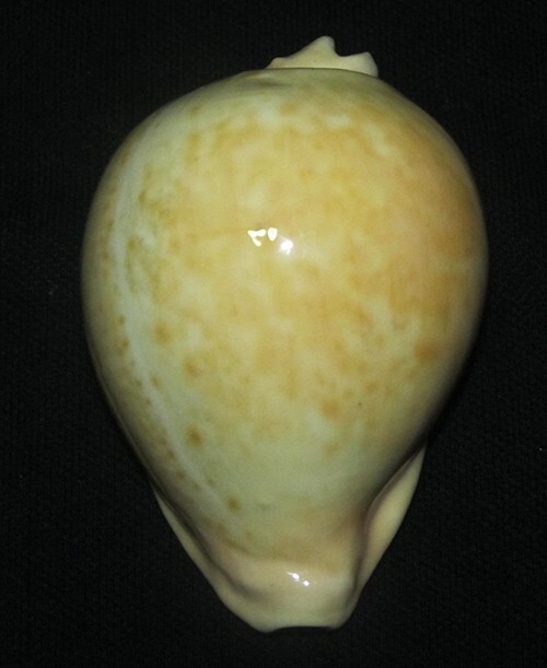 82 mm LARGE Cypraea Umbilia Armeniaca Coawrie Seashell From Australia ...