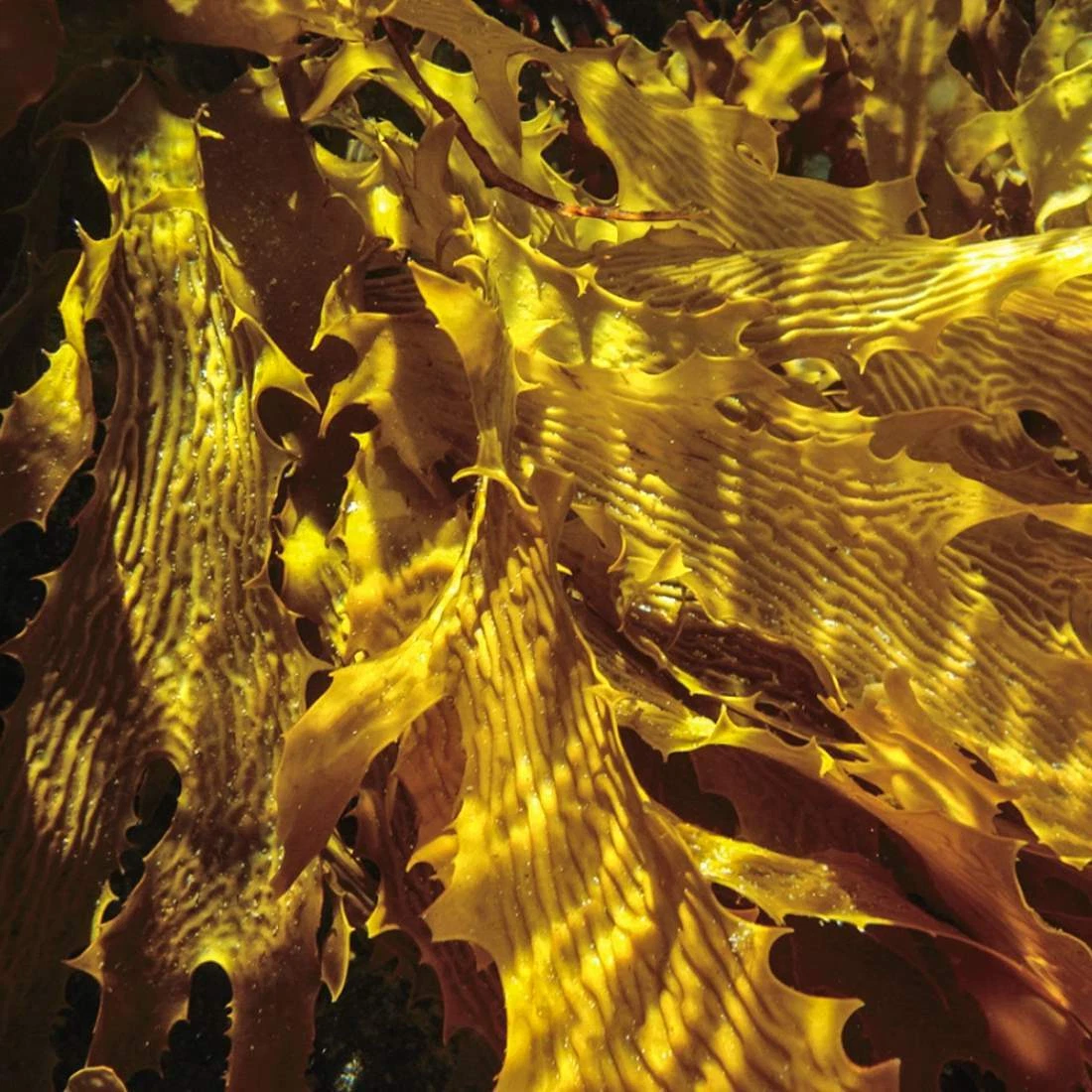 Brown Algae Phaeophyta