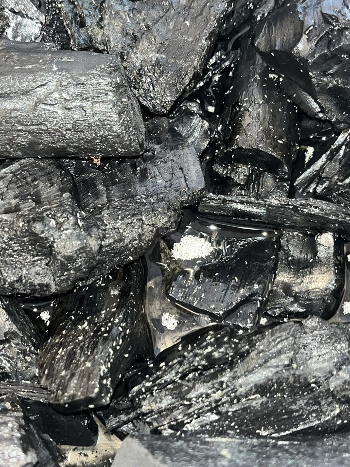 50+ "Tropical White" Springtails (Collembola) Live Food- Reptiles, Fish ...