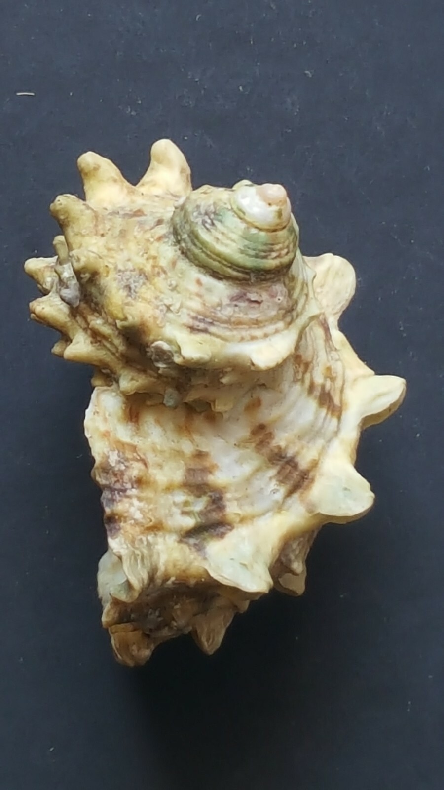 Turbo Radiatus, F+++,Big Size&Exceptional ,With Operculum,From Egypt ...