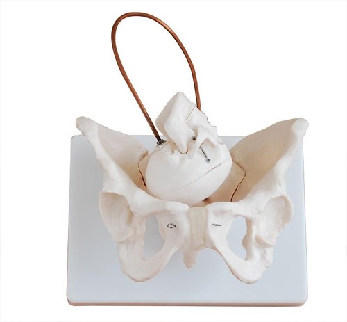 Birth Demonstration Model Childbirth Trainer for Nursing Midwifery ...