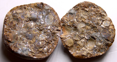 Michigan Coldwater Shale Brachiopod Cobble Mississippian Fossils ...