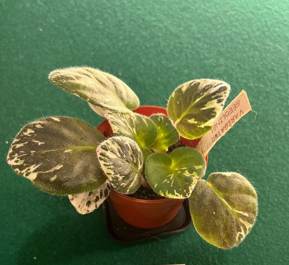 Variegated African Violet Seeds 50 Plus -Mixed Colors - Genuine ...