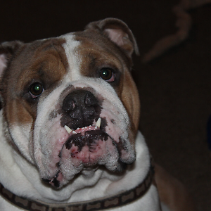 Bulldogger | eBay Shops