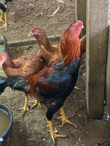 Greenfire Farms Indio Gigante Chickens - Excellent Australia | Ubuy