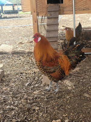 6+ Golden Deathlayer Chicken Hatching Eggs - RARE - PUREBRED | eBay
