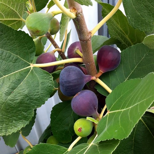1 PACK 3” POT HARDY CHICAGO FIG TREE BEST GIFT LIVE PLANT FRESH ...