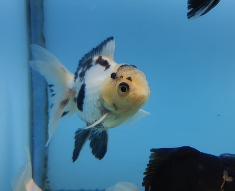 Live Fancy Goldfish Thai Panda Oranda Sellers Choice (combined shipping ...