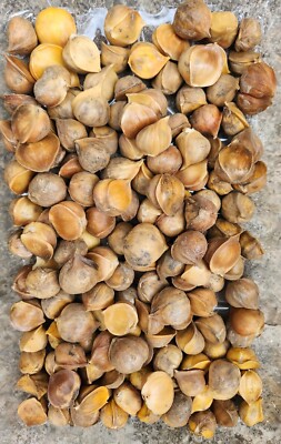 Buy 10 get 10 free x Elephant Garlic Corms-Crop Genuine Elephant Garlic ...