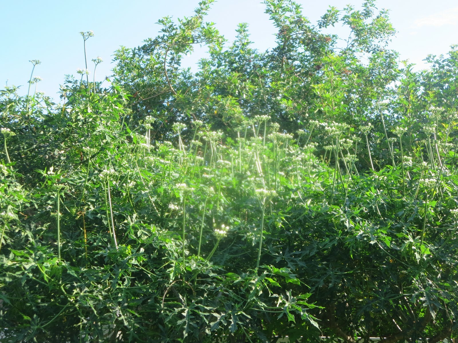 Chaya Maya Miracle Spinach Edible Tree 5 Cuttings | eBay