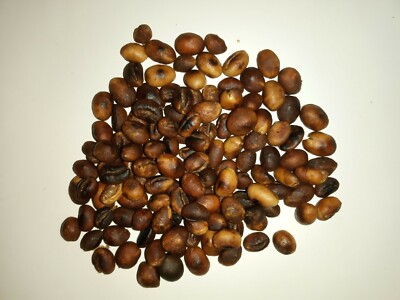100% Ceylon Coffee bean super taste roasted homemade 1-1/2 pound (free ...