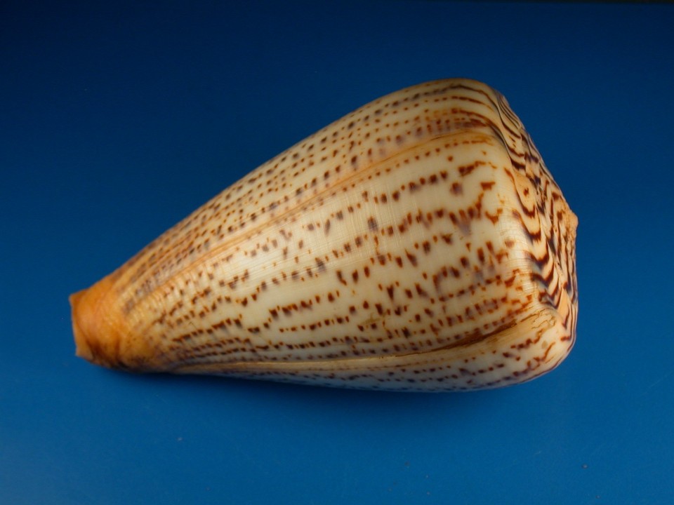 Conus suratensis, Dark Pattern, Large 111.5mm, Solomons Shell G4226 | eBay