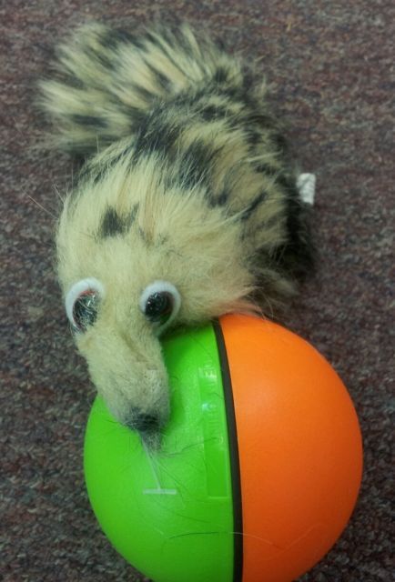 BEST QUALITY Weazel Weasel Squirrel Ball Toy for Dog Cat Pets Children ...