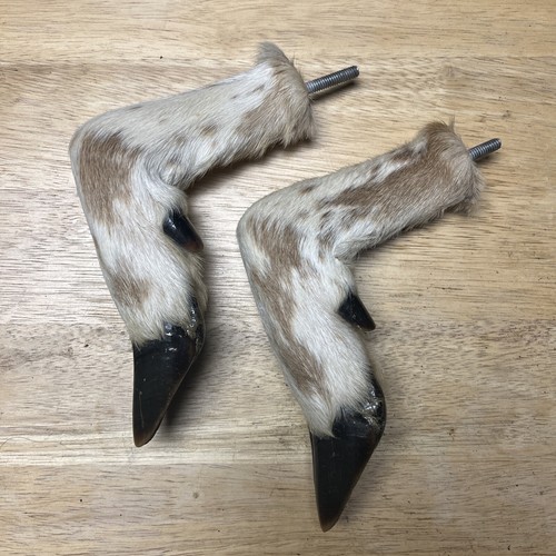 TAXIDERMY PIEBALD DEER HOOVES FEET GUN COAT HAT RACK | eBay