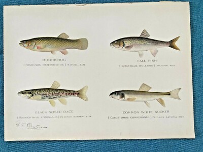 Denton Fish Print Mummichog Fall Fish Black Nosed Dace Common White ...