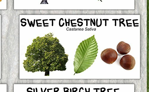 British Trees Wall Art Chart Poster Paper Laminated available in ...