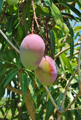 Seedling Mango Rapoza (raposa) Very Rare Live Tropical Fruit Tree(10in ...