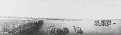 Crops and gardens at Zilfi looking north-west Saudi Arabia early 1900s ...