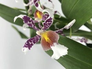 Imported Orchids | eBay Stores