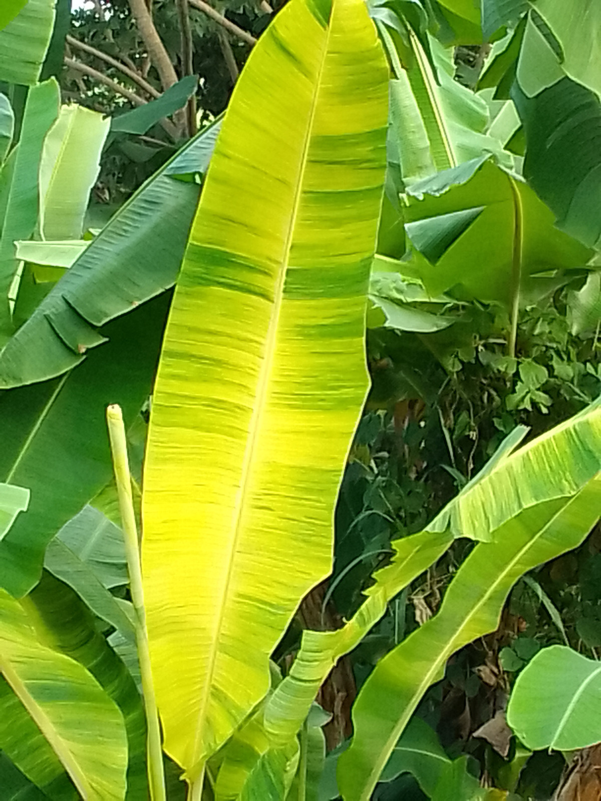 Yellow Variegated Musa Acuminata 'Golden Tiger' Banana Seeds - Pack of ...