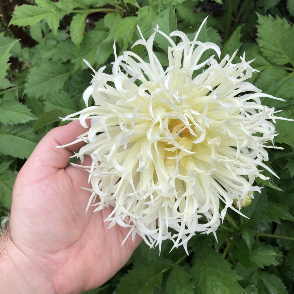 Cactus Dahlia Tsuki Yori No Shisha Perennial Ruffled White Flower Bulb ...