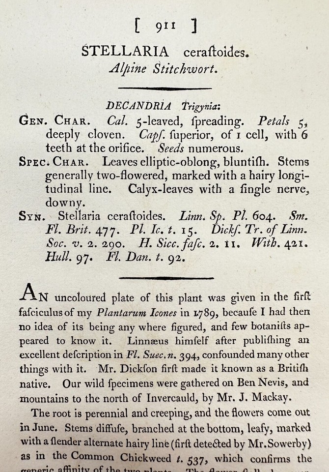 Antique Print - James Sowerby - Stellaria Ceraſtoides - Alpine ...
