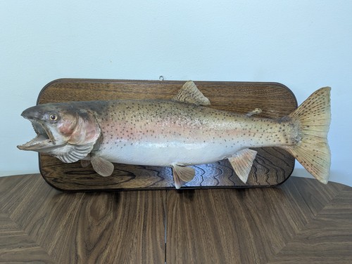 VTG 27" Rainbow Trout Fish Taxidermy Mount, Real Skin Mount. Caught ...