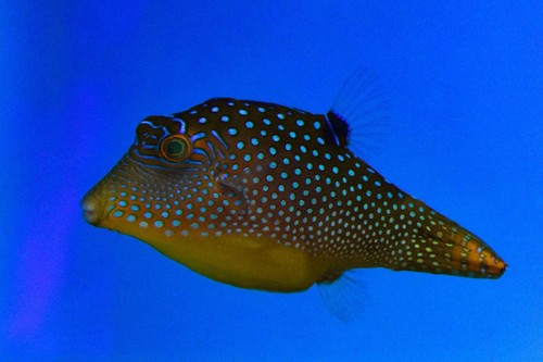 Blue Spotted Toby Puffer Fiji Aquarium Live Saltwater Fish | eBay
