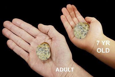 DENDRITE AGATE Tumbled 1 1/2" 2 Oz Polished Rocks and Minerals Healing ...