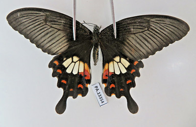PA13354. Insects, butterflies: Papilio sp. Vietnam. Nghe An | eBay